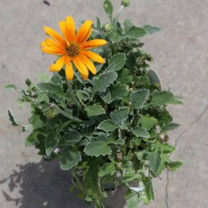 Plant Guide For Southern Utah’s Unique Desert Climate