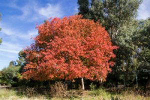 Plant Guide For Southern Utah’s Unique Desert Climate