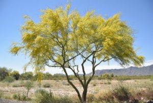 Plant Guide For Southern Utah’s Unique Desert Climate