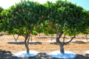 Plant Guide For Southern Utah’s Unique Desert Climate