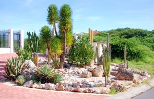 Caring For Your Joshua Tree