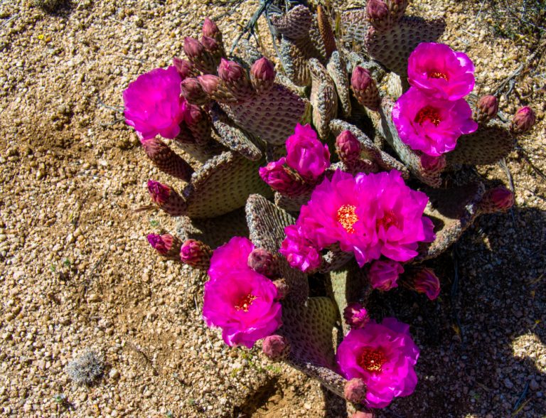 Identifying The Most Common Types of Cactus In Southern Utah
