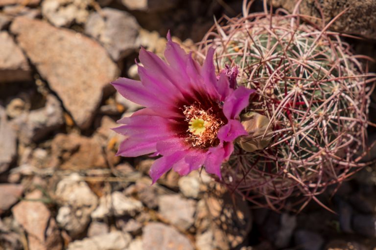Identifying The Most Common Types of Cactus In Southern Utah