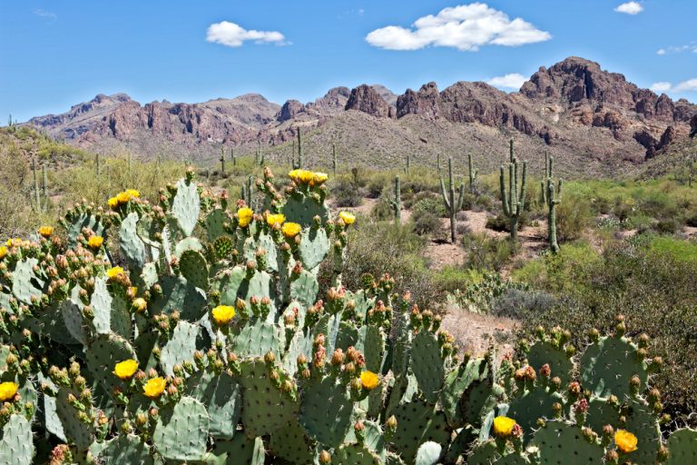 Identifying The Most Common Types of Cactus In Southern Utah